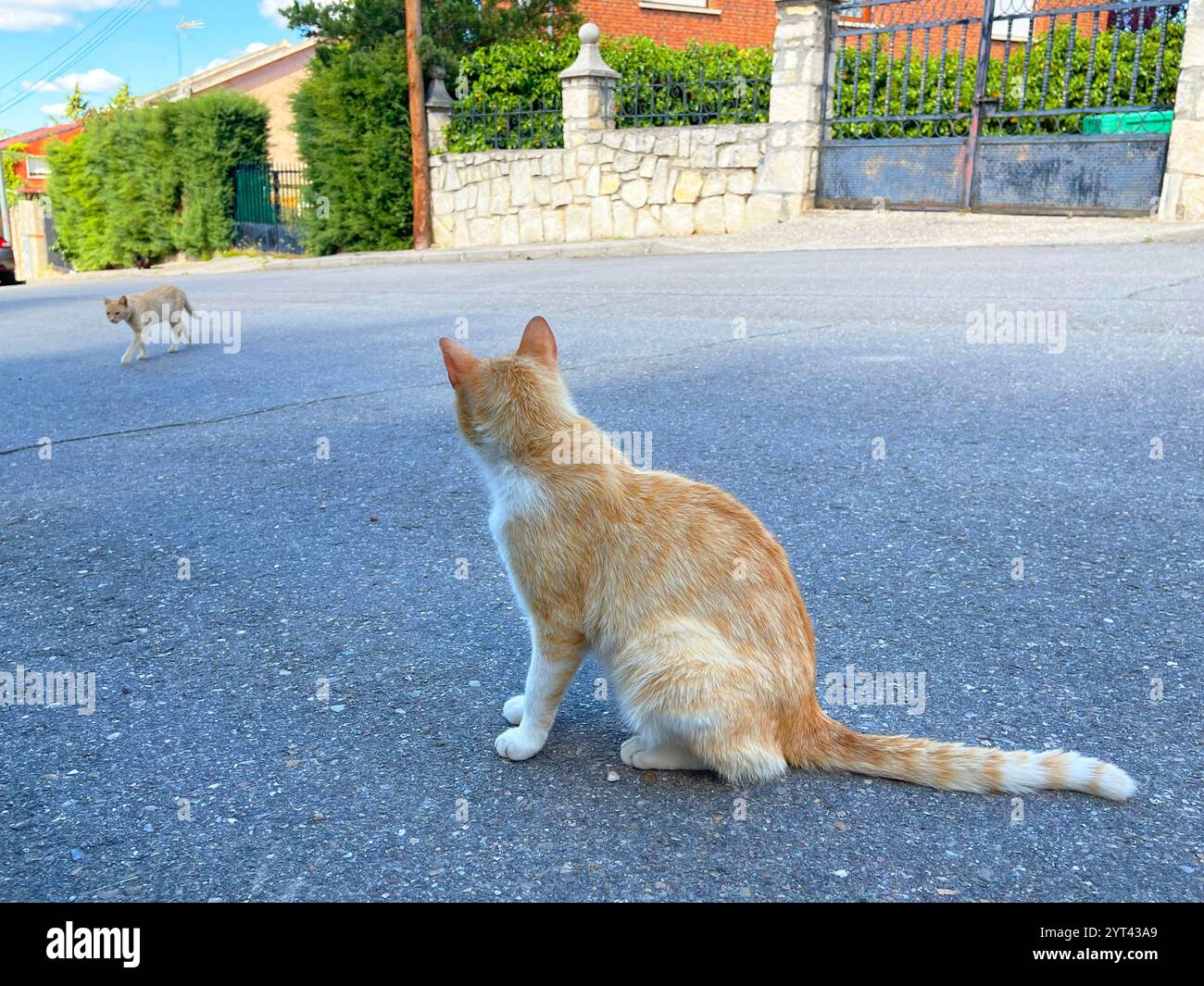 Stray cats hi-res stock photography and images - Alamy