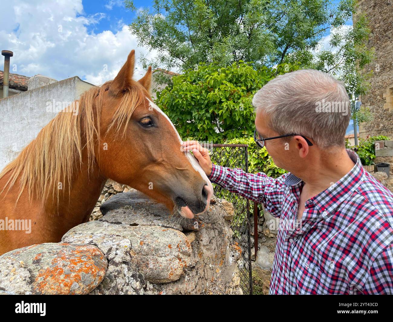 Caballos equino equino animal animales hi-res stock photography and ...