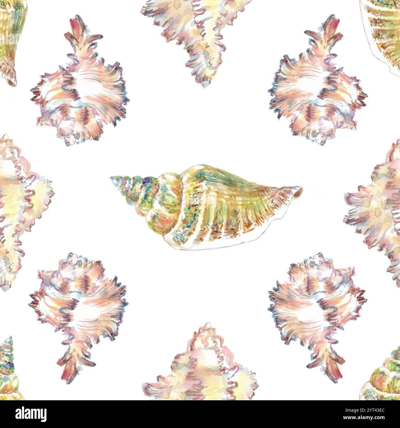 Illustration of an empty seashell with a smooth hi-res stock ...