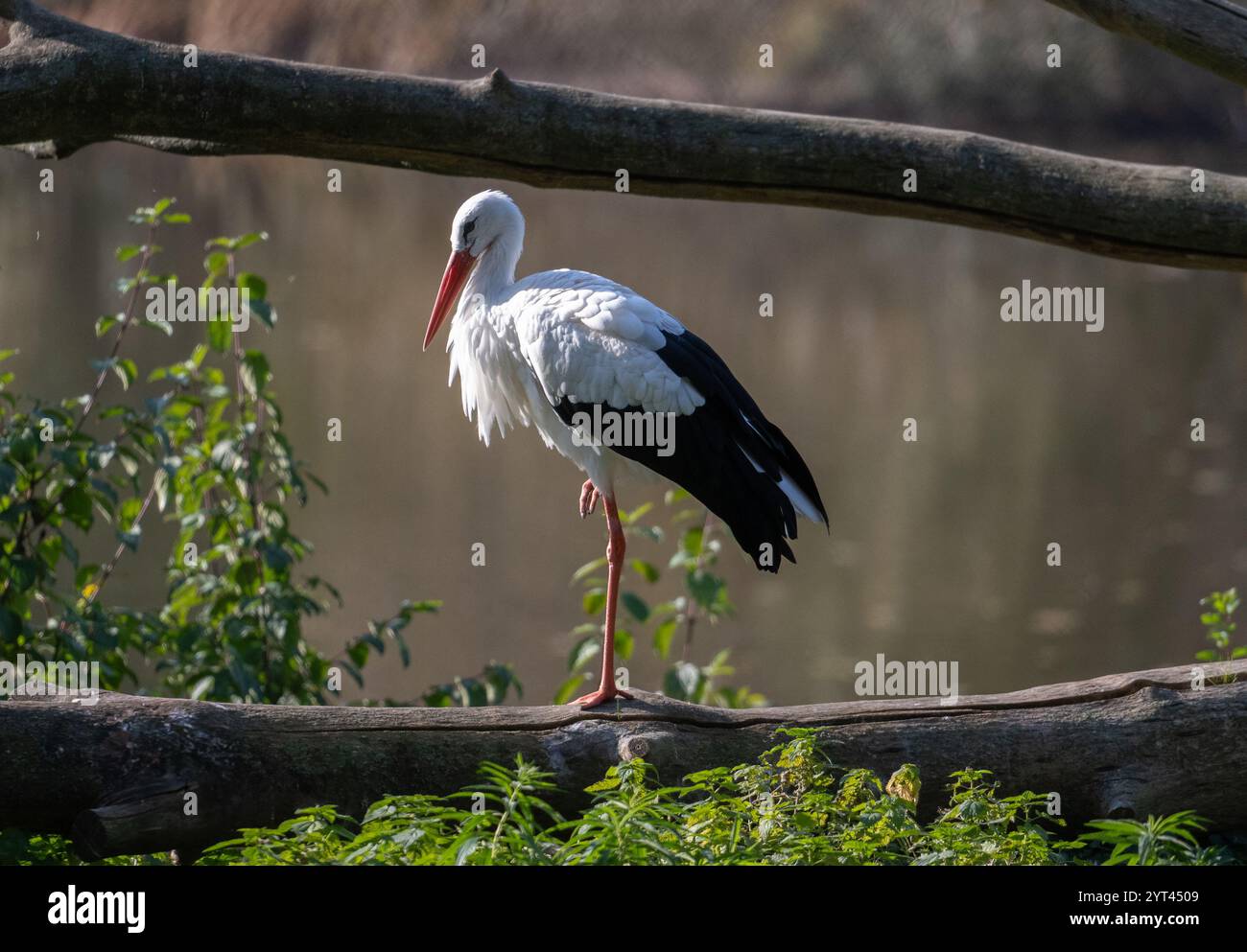 Stork On Lake Shore In Zoo Presents Serene View Stock Photo - Alamy