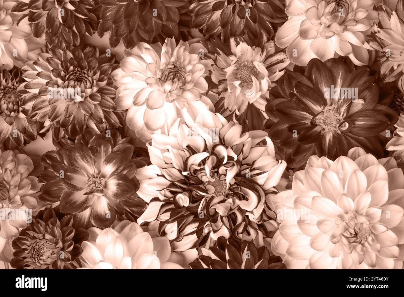 Abstract background of flowers dahlias. Trendy color palette sample ...
