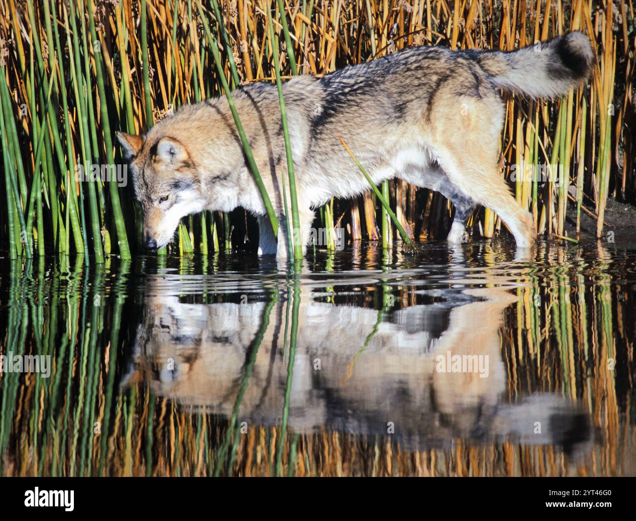 Wolf reflection water hi-res stock photography and images - Alamy