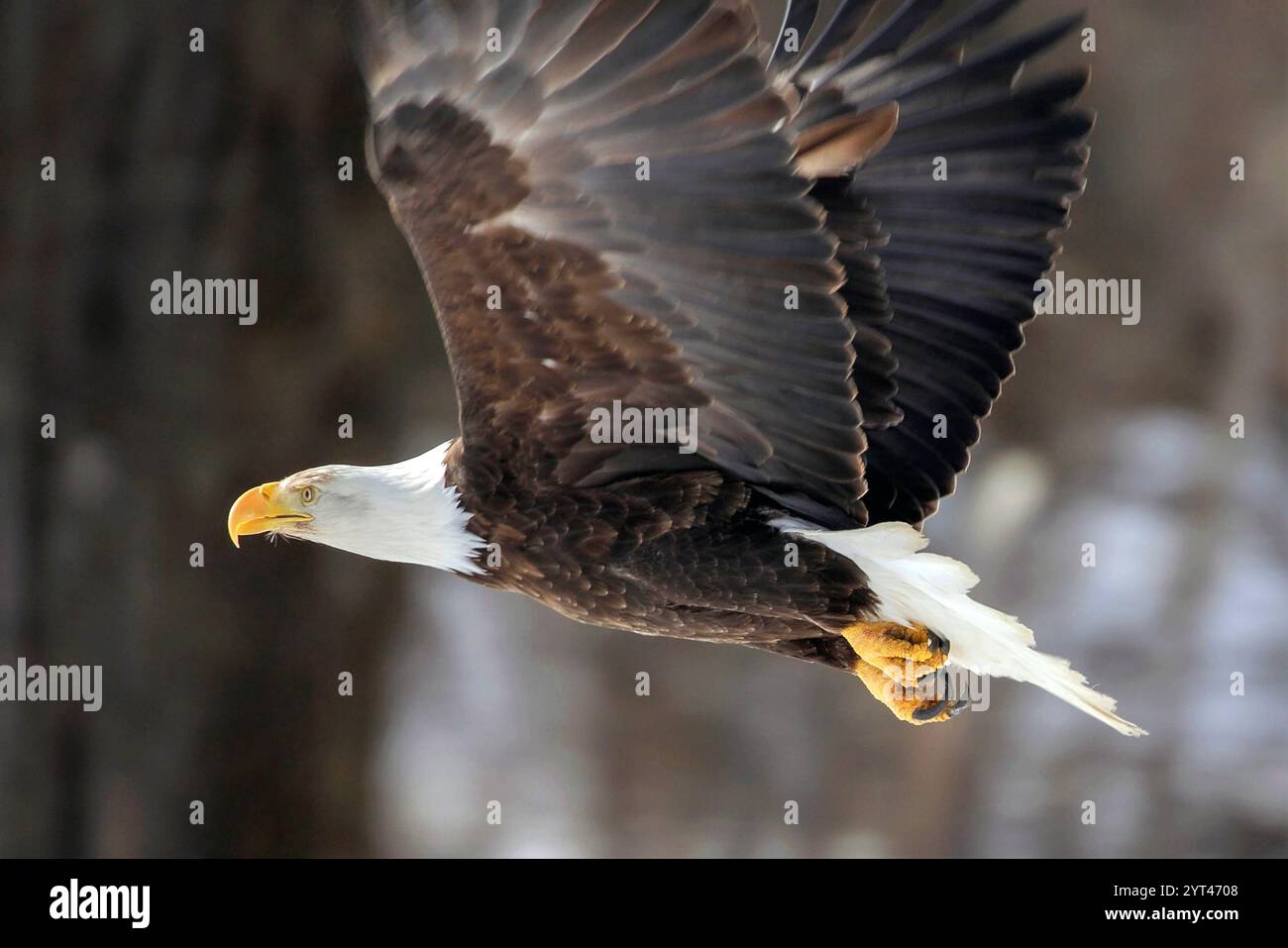 Bald Eagle in flight focused, closeup Stock Photo - Alamy