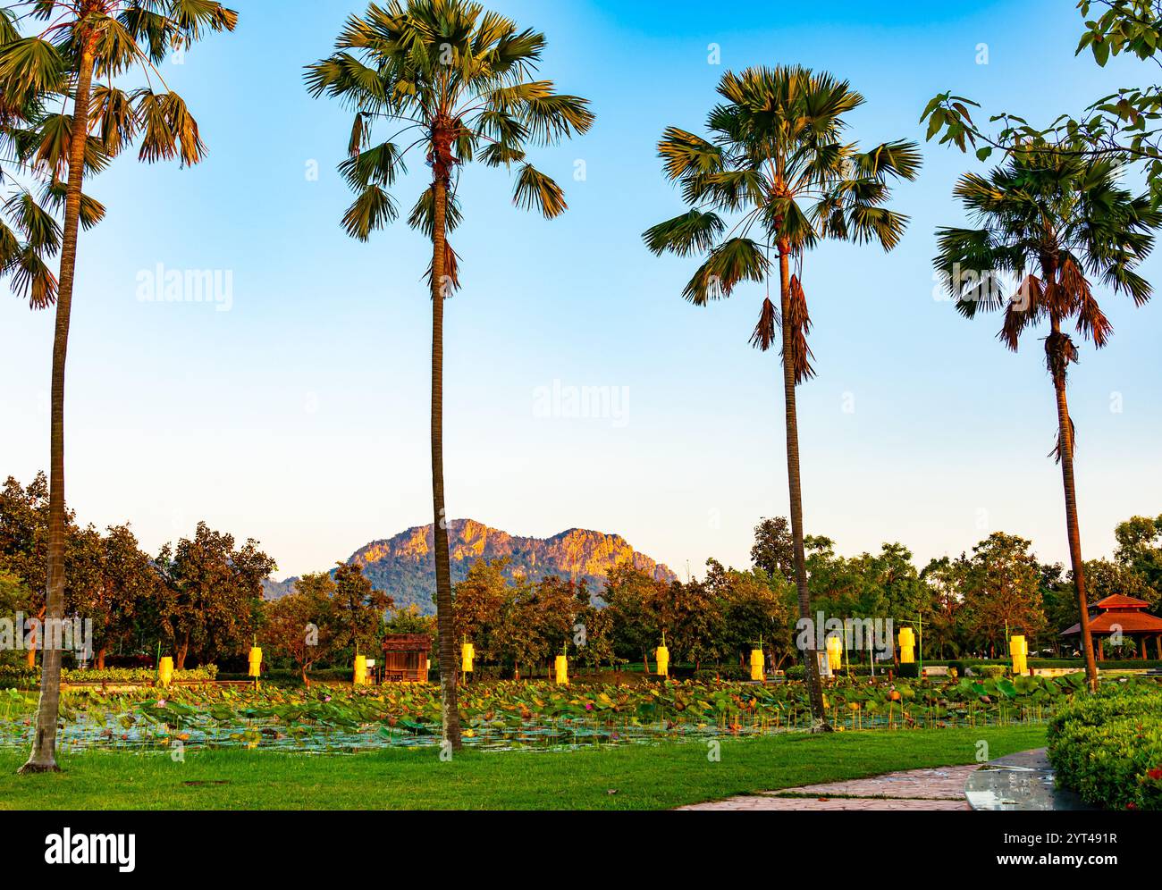 Natural landscape of lotus lake, palm trees and mountain in the evening ...