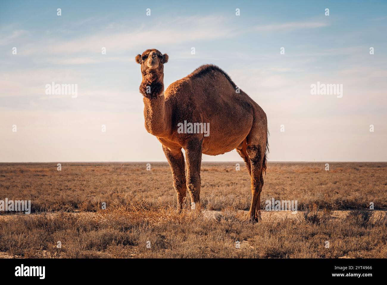 A one-humped camel stands on the sand in the desert of Central Asia or the Middle East Stock ...