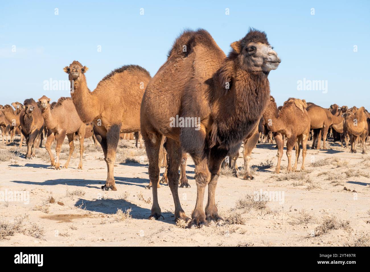 group of camels in the nature Stock Photo - Alamy