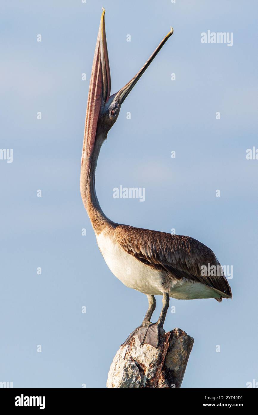 Key west florida wildlife hi-res stock photography and images - Alamy