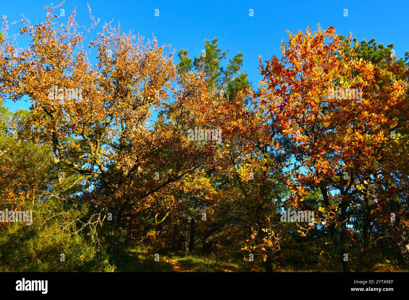 Beautiful orange and yellow colored downy oak deciduous broadleaf trees ...