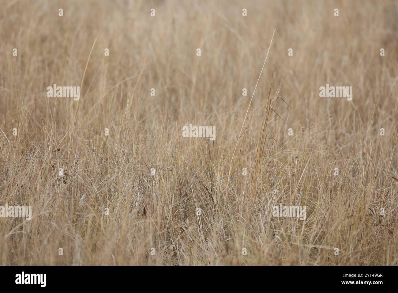 Pattern of dry beige grass. Abstract background Stock Photo - Alamy