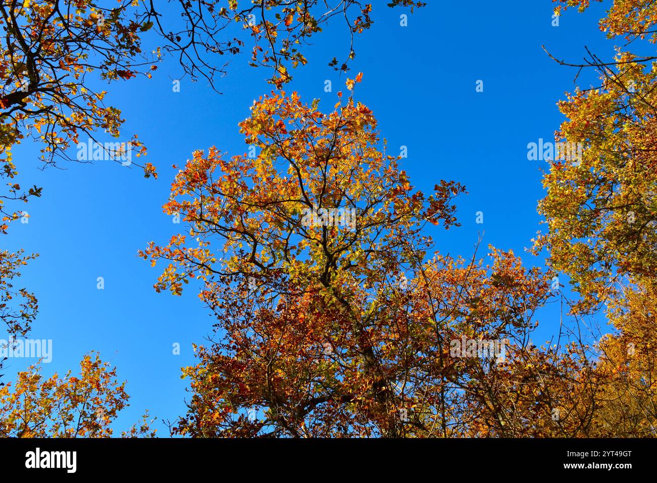 Downy oak (Qurcus pubescens) tree canopy in yellow and orange autumn ...