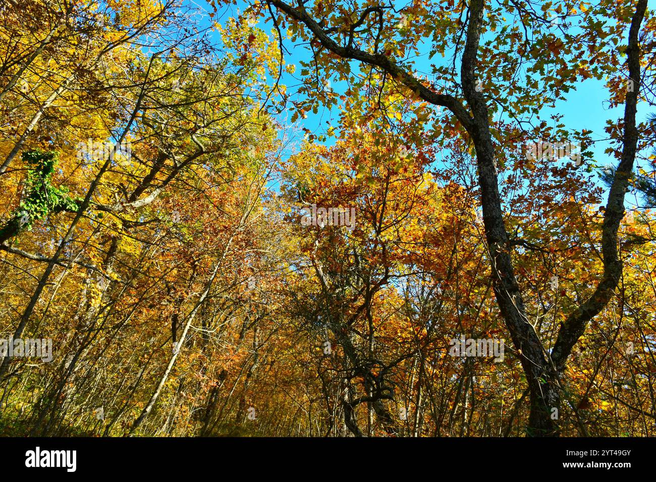 Autumn oak (Quercus) forest in yellow and brown colors Stock Photo - Alamy