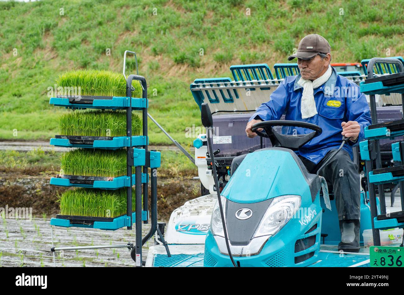 Rice planting by rice-planting machine Stock Photo - Alamy