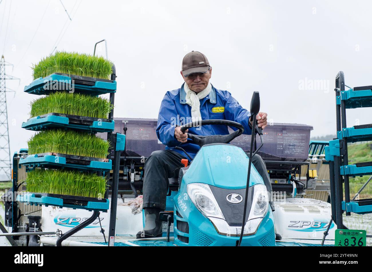 Rice planting by rice-planting machine Stock Photo - Alamy