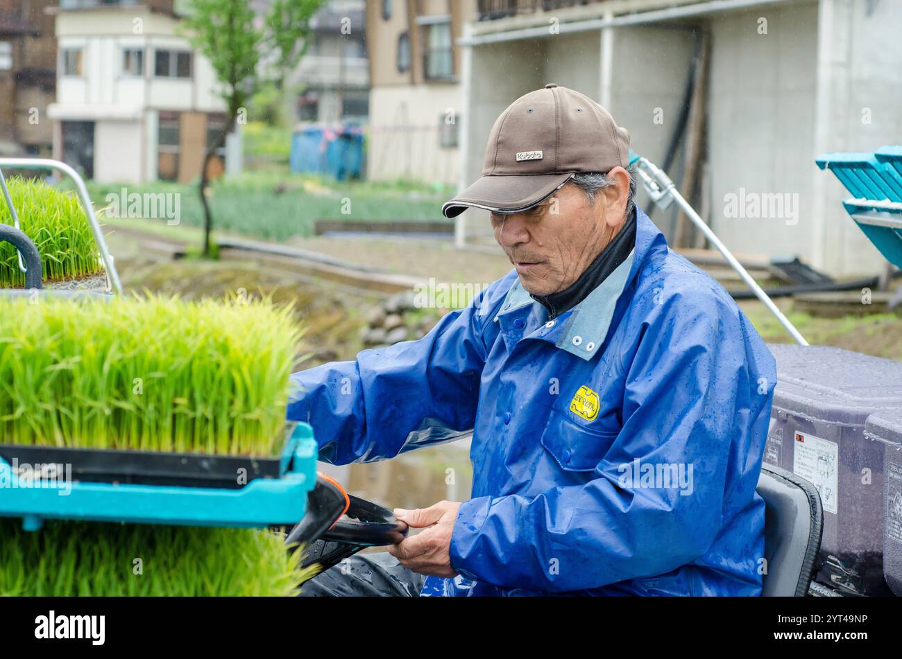 Rice planting by rice-planting machine Stock Photo - Alamy
