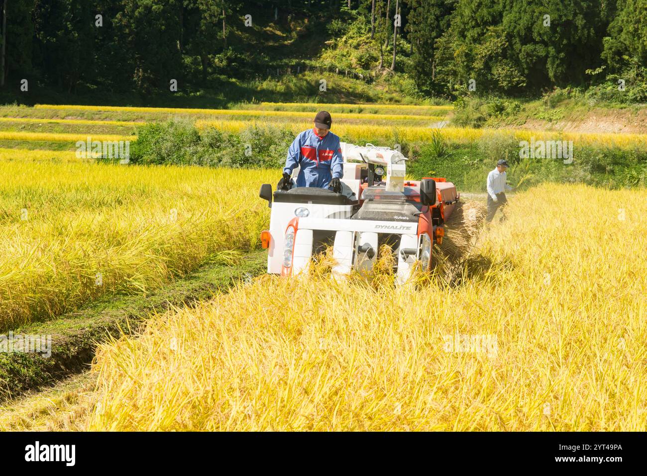 Japan farmer harvesting rice combine hi-res stock photography and ...