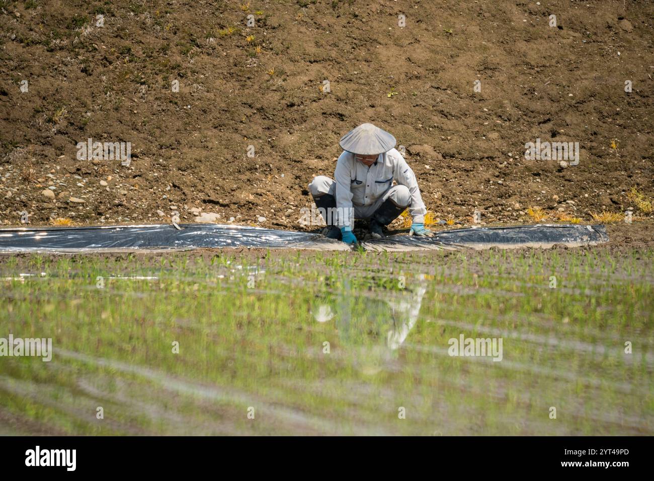 Farmer in rice-planting operation Stock Photo - Alamy