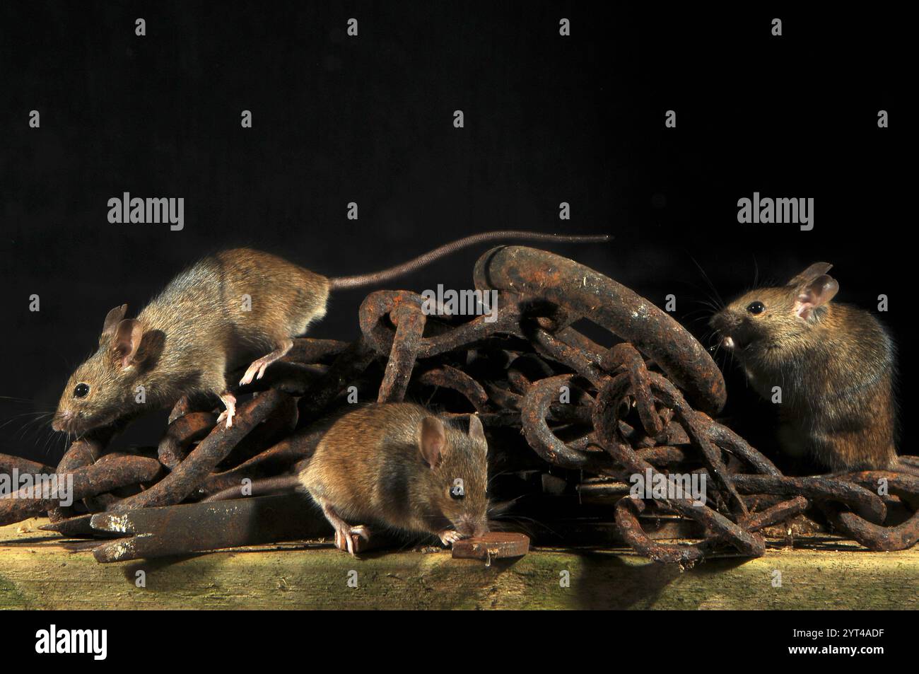 Adult house mice Dorset, UK Stock Photo - Alamy