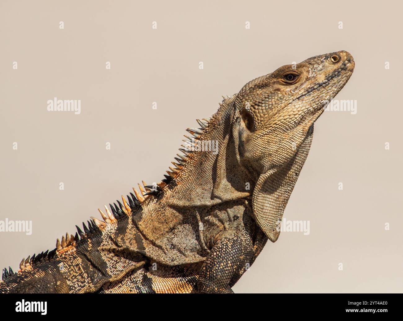 Closeup florida iguana invasive species hi-res stock photography and ...