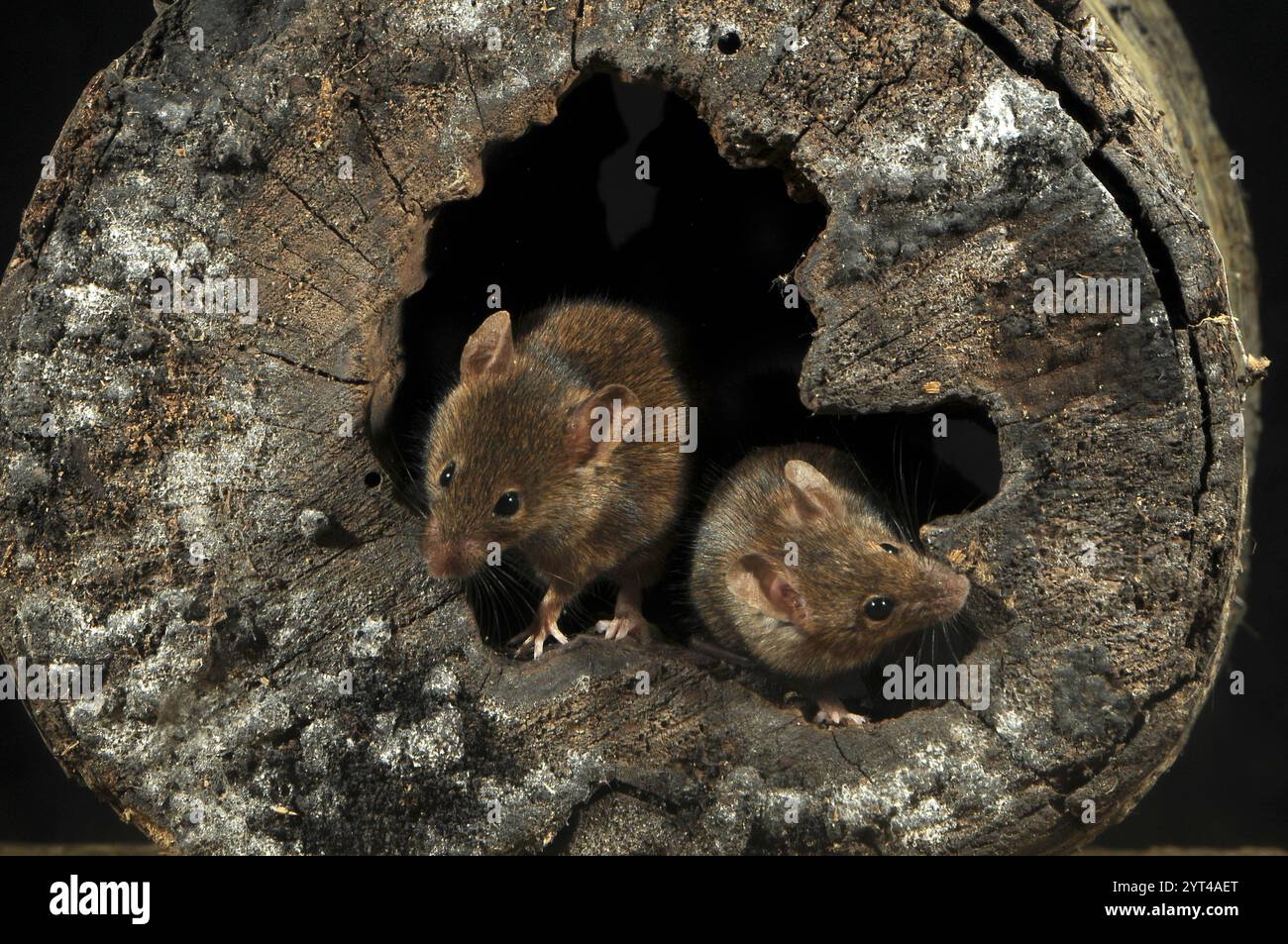 Adult house mice Dorset, UK Stock Photo - Alamy