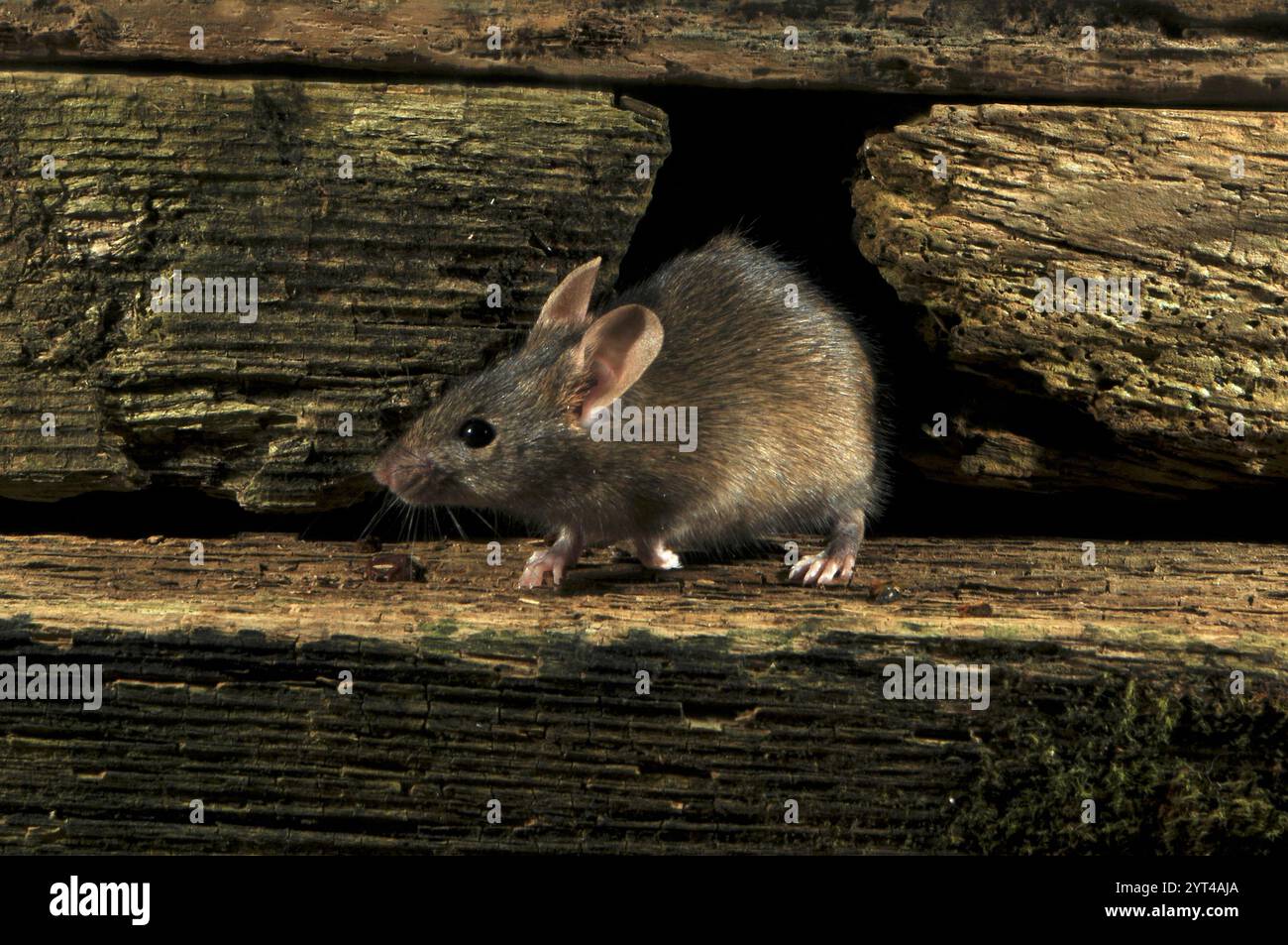Adult house mouse Dorset, UK Stock Photo - Alamy