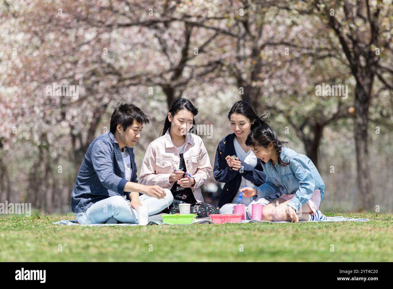 Family viewing cherry blossoms Stock Photo - Alamy