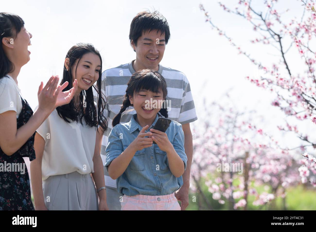 Family observing cherry blossoms Stock Photo - Alamy