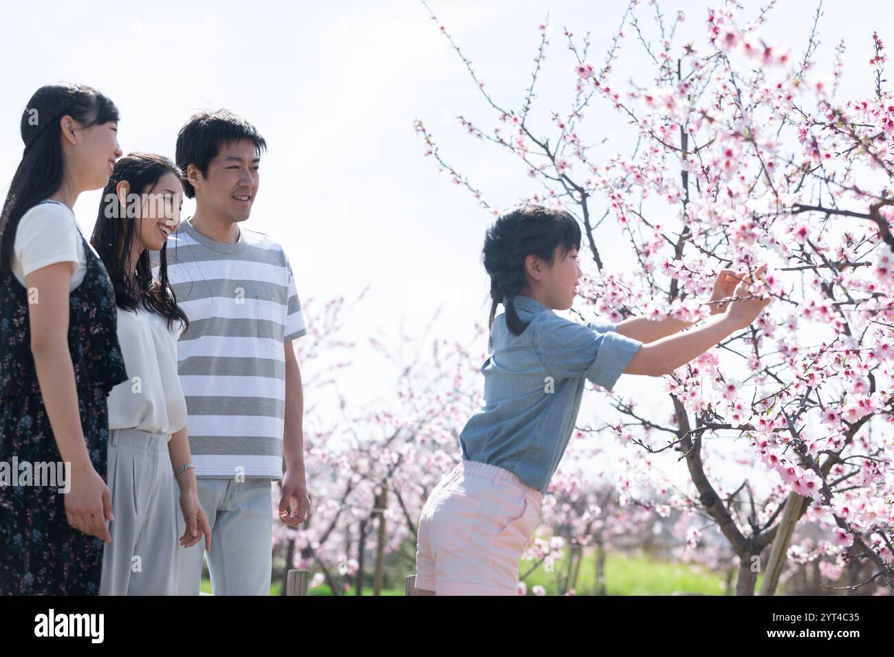 Family observing cherry blossoms Stock Photo - Alamy