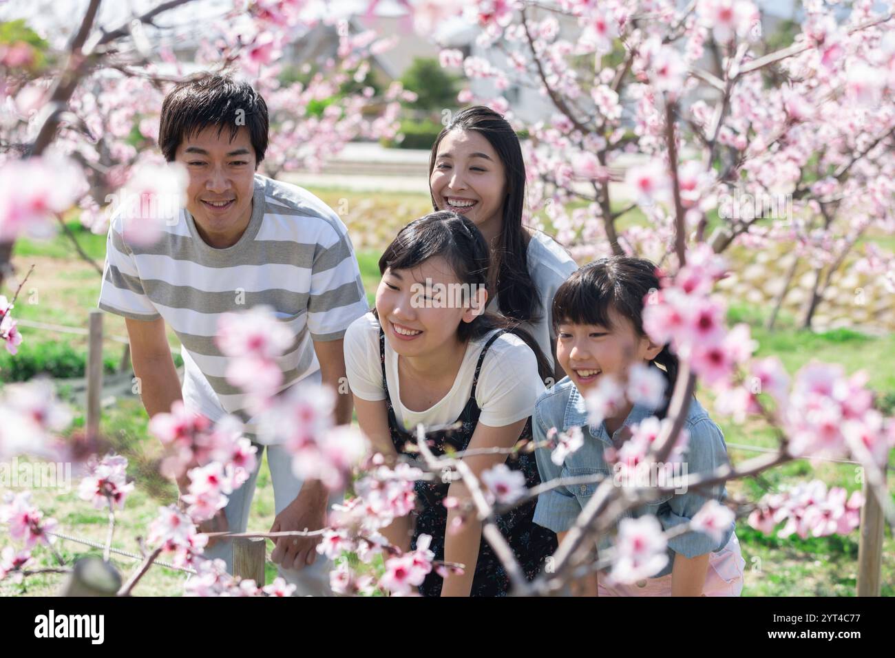 Family observing cherry blossoms Stock Photo - Alamy