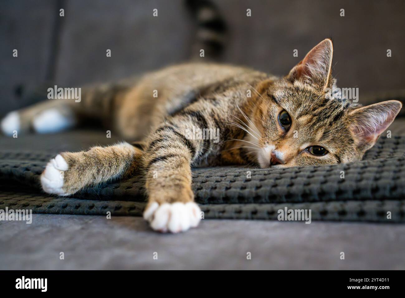 Cat on couch. Relaxing Stock Photo - Alamy