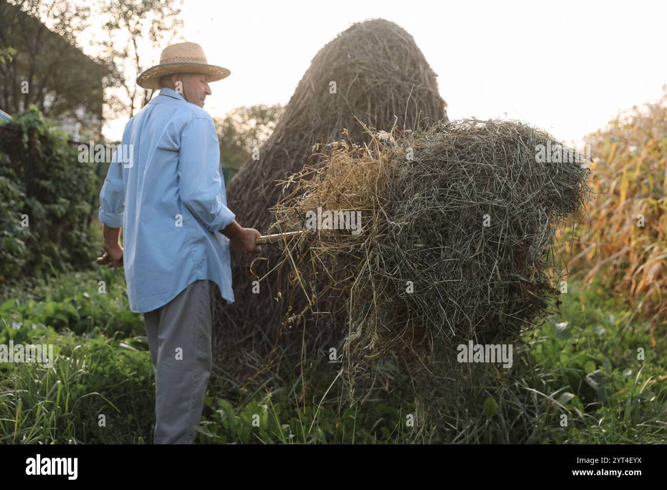 Senior man in straw hat pitching hay on farmland Stock Photo - Alamy
