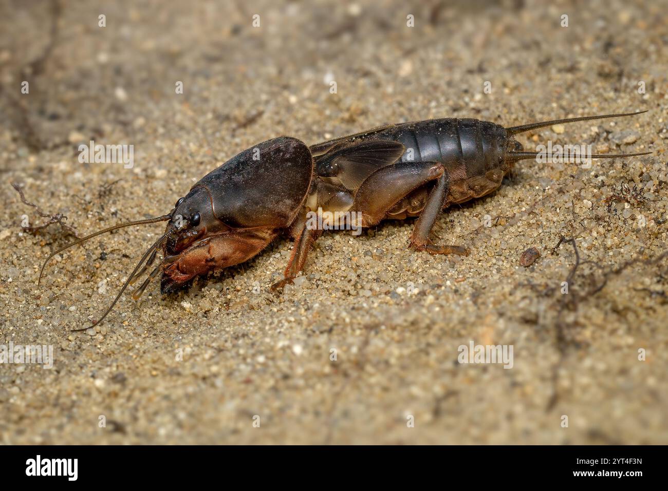 European Mole Cricket - Gryllotalpa gryllotalpa, large unique ...