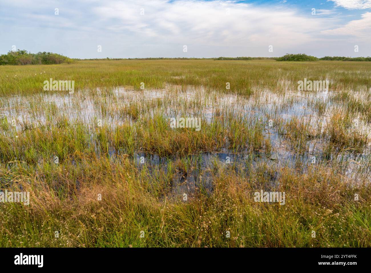 The Swamp land at Everglades National Park, Florida, United States ...