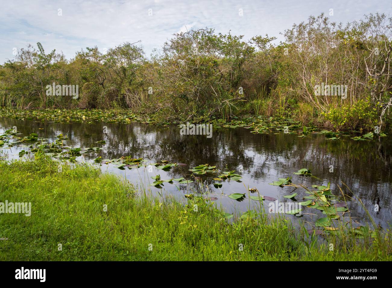 The Swamp land at Everglades National Park, Florida, United States ...