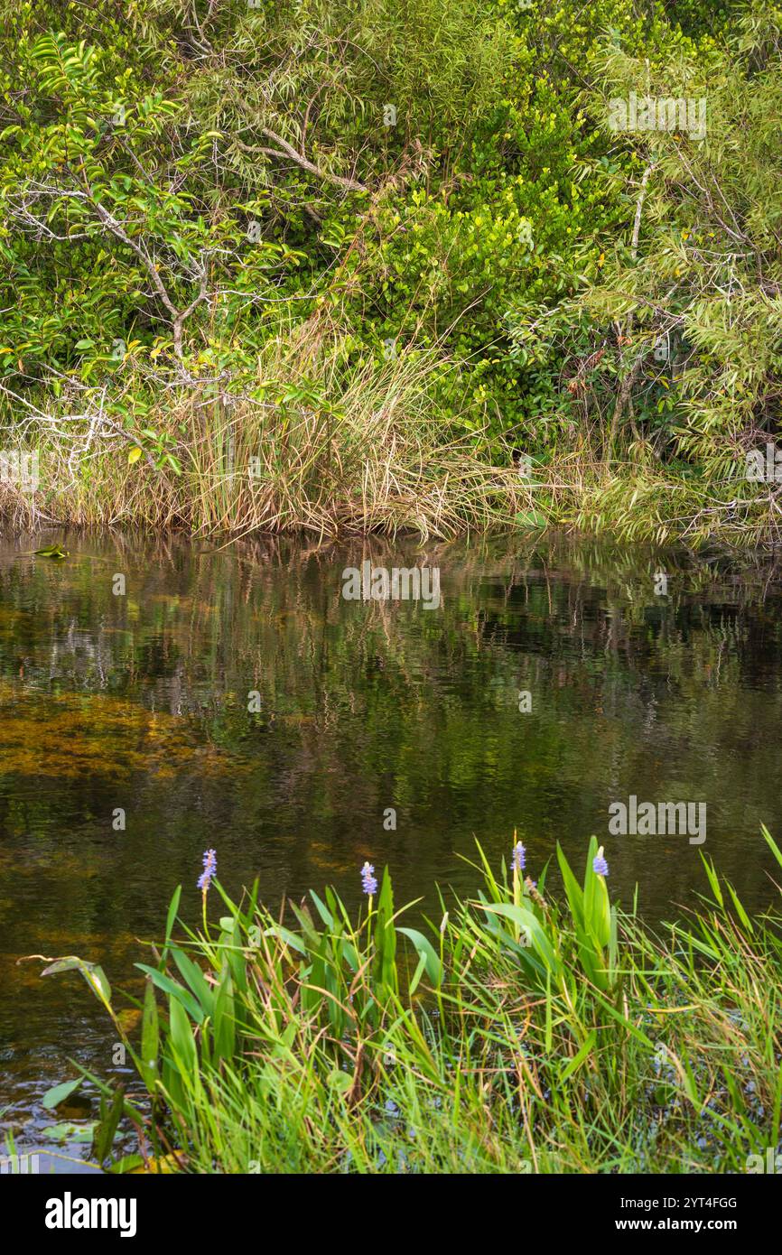 The Swamp land at Everglades National Park, Florida, United States ...