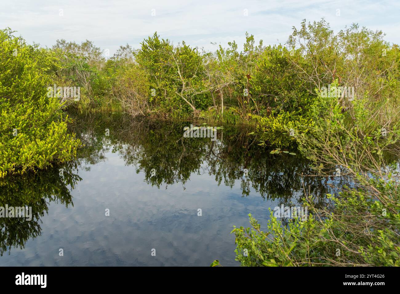 The Swamp land at Everglades National Park, Florida, United States ...