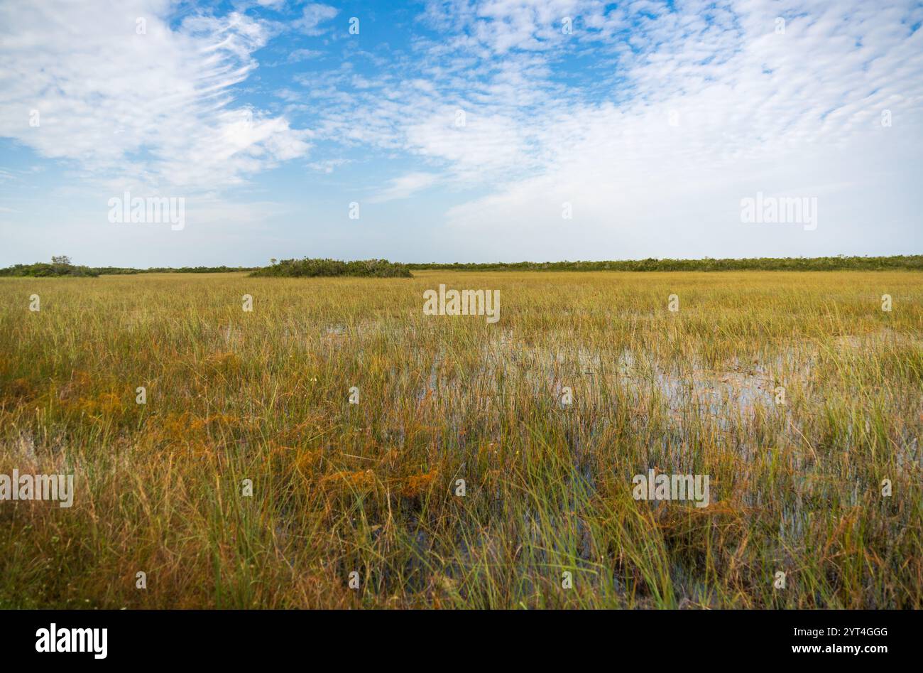 The Swamp land at Everglades National Park, Florida, United States ...