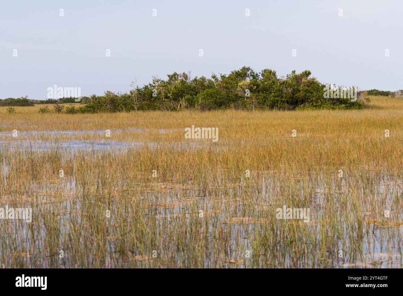 The Swamp land at Everglades National Park, Florida, United States ...