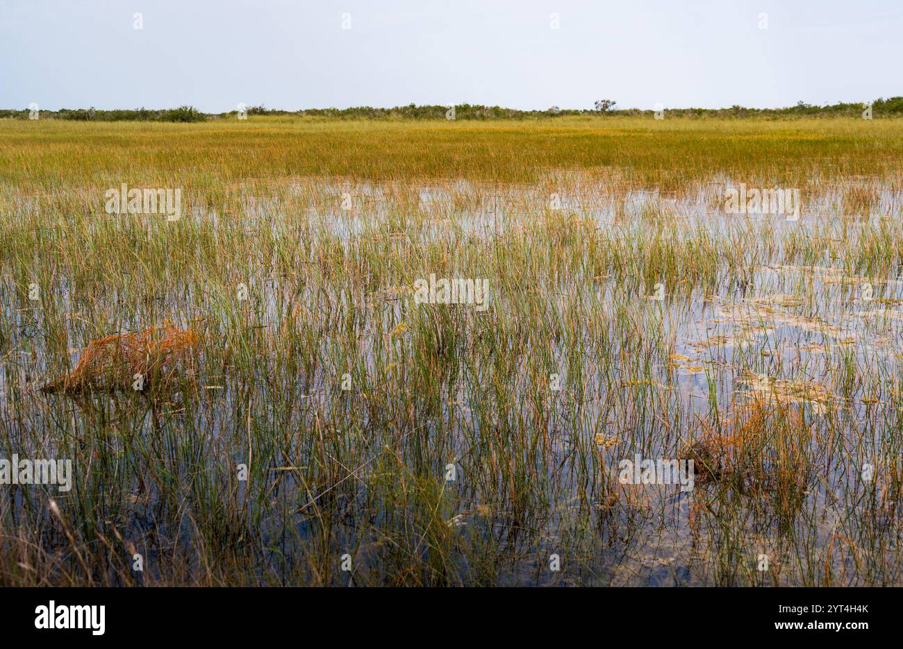 The Swamp land at Everglades National Park, Florida, United States ...