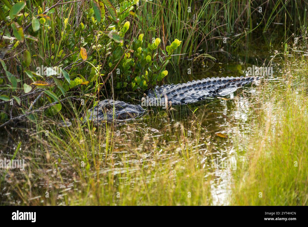 A Crocodile at Everglades National Park, Florida, United States Stock ...