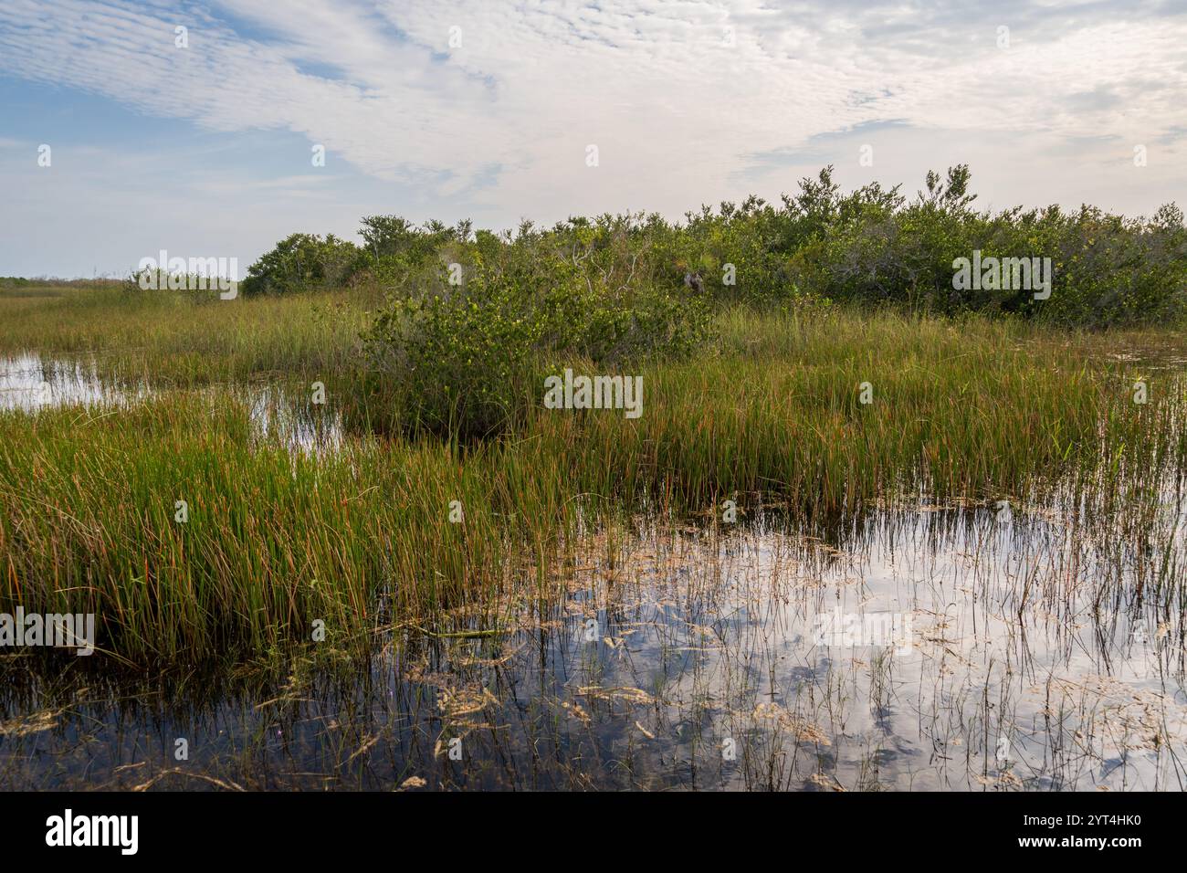 The Swamp land at Everglades National Park, Florida, United States ...