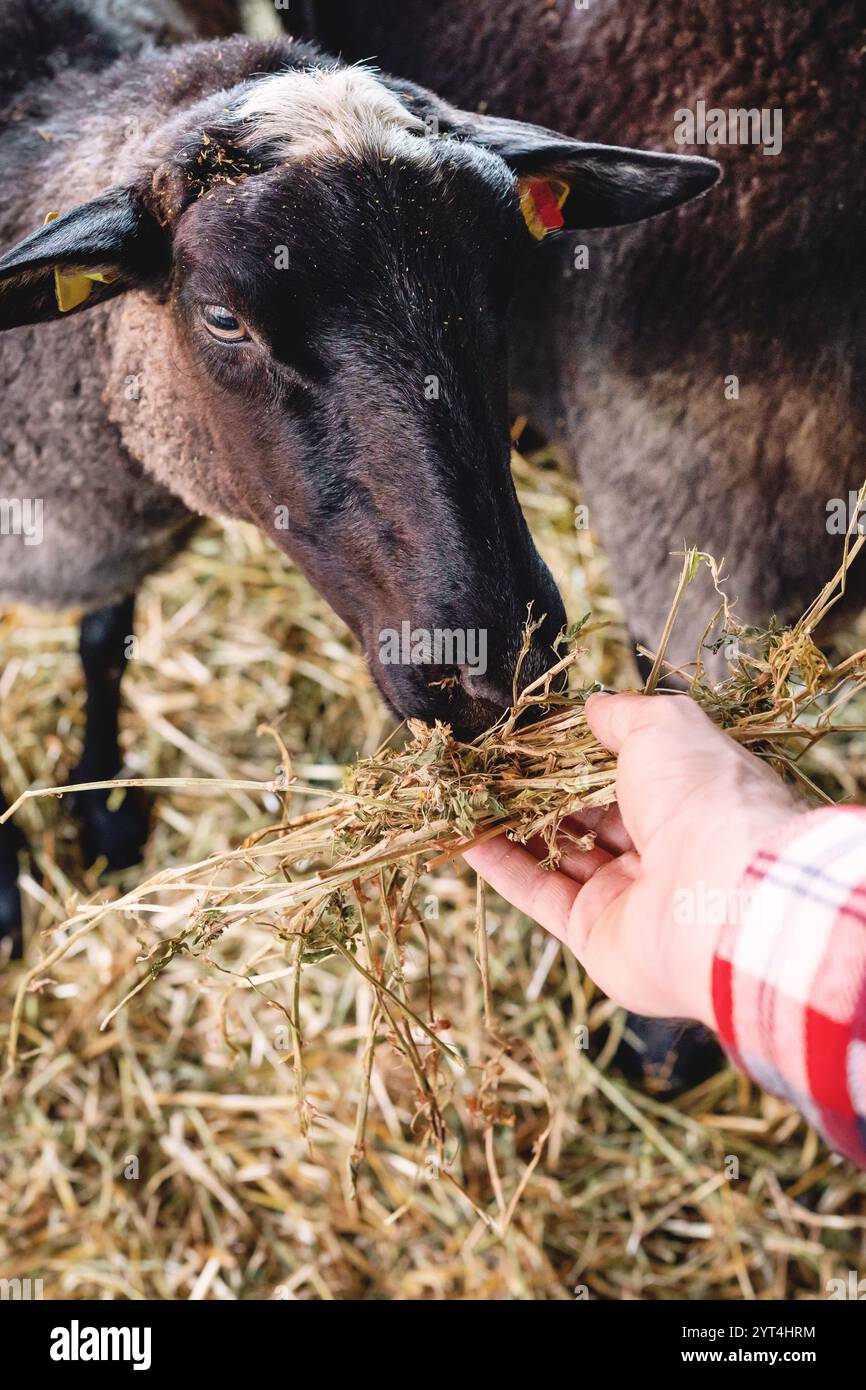 Hand feeding sheep hi-res stock photography and images - Alamy
