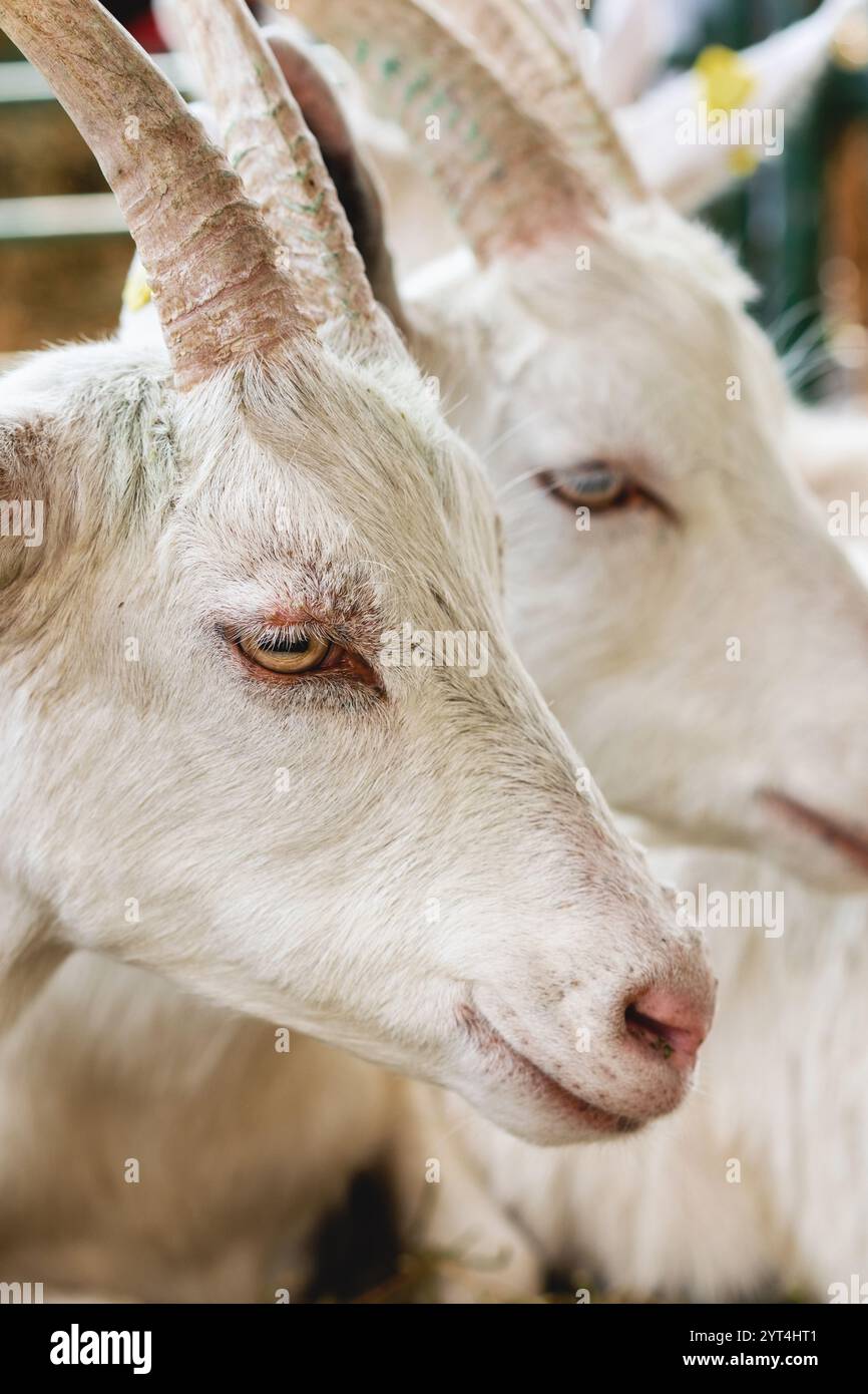 Closeup vertical photograph of white goat in livestock Stock Photo - Alamy