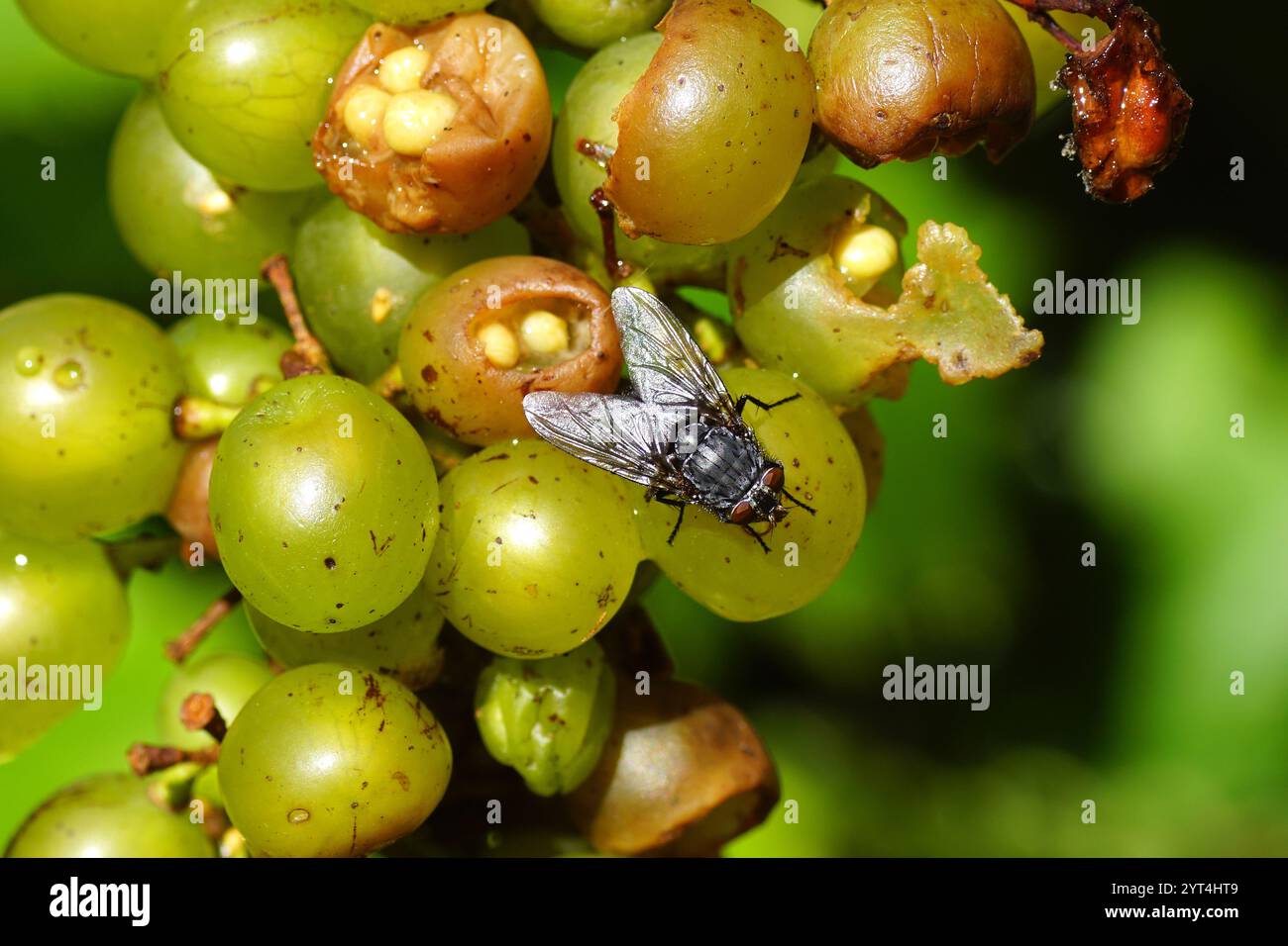 Blue bottle fly Calliphora vicina, family blow flies (Calliphoridae ...