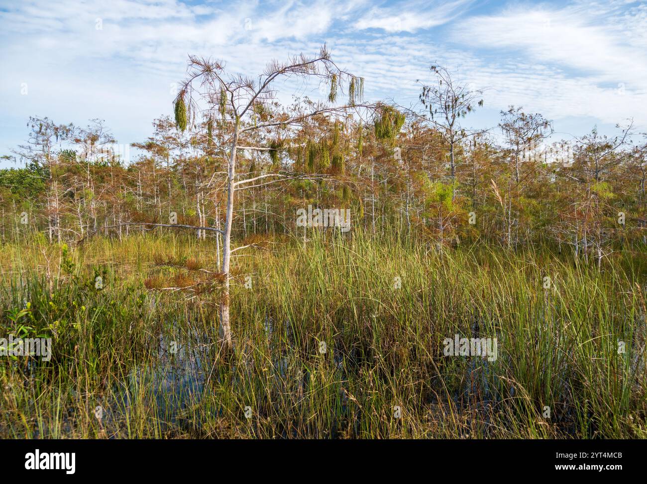 The Swamp land at Everglades National Park, Florida, United States ...