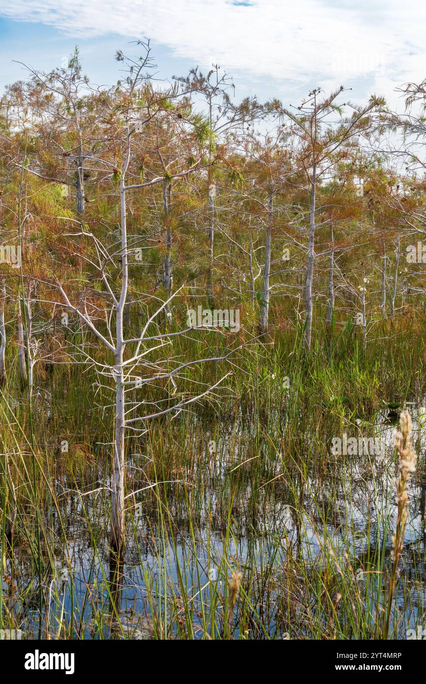 The Swamp land at Everglades National Park, Florida, United States ...