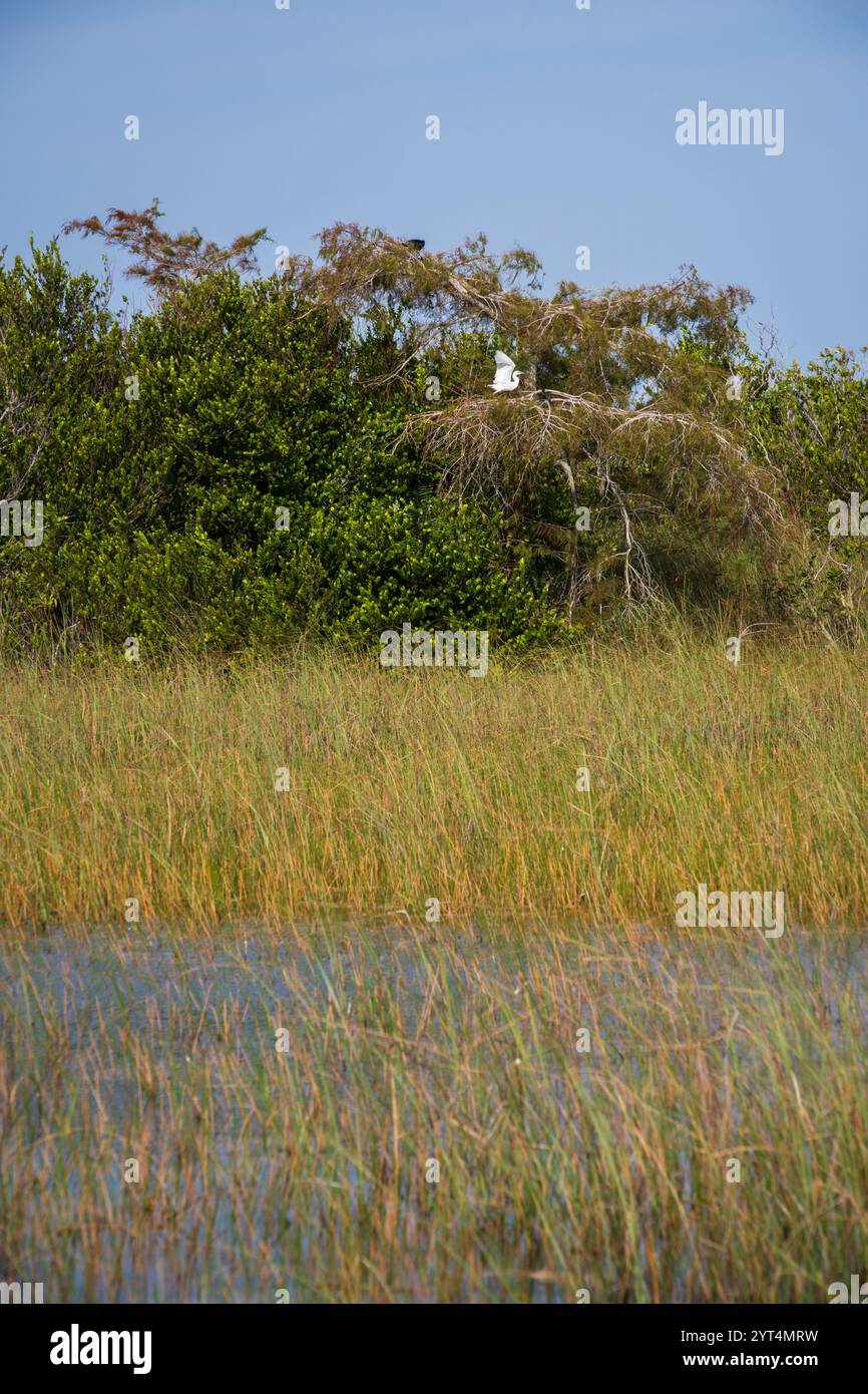 The Swamp land at Everglades National Park, Florida, United States ...