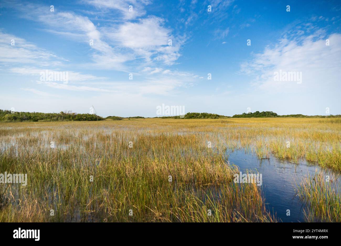 The Swamp land at Everglades National Park, Florida, United States ...