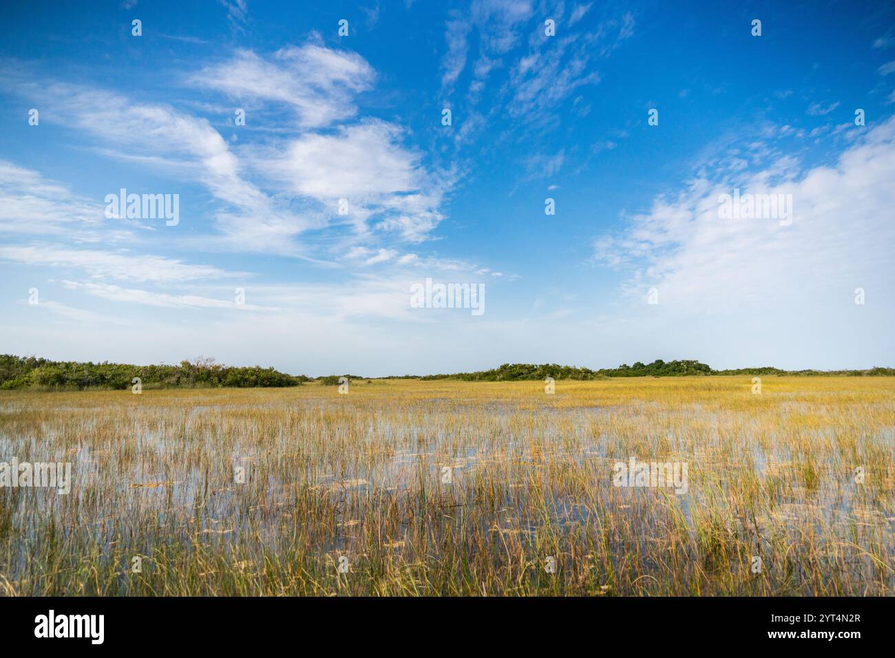 The Swamp land at Everglades National Park, Florida, United States ...