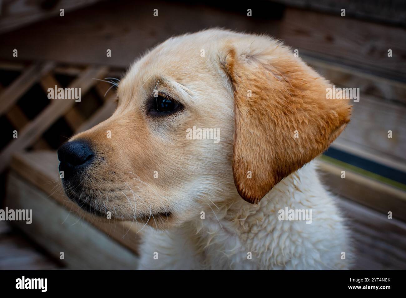English yellow lab hi-res stock photography and images - Alamy