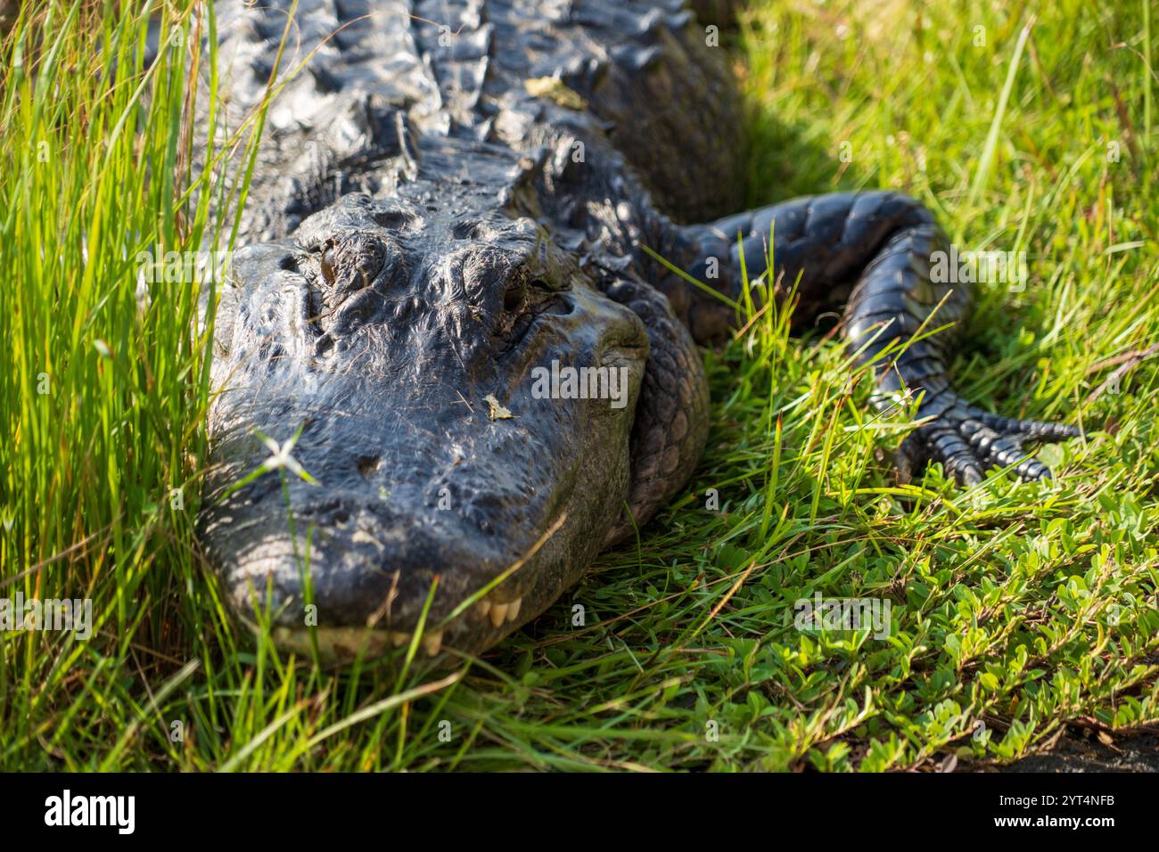 A Crocodile at Everglades National Park, Florida, United States Stock ...